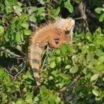 SAFARI THROUGH THE MANGROVES IN VENTANILLA OAXACA - What to Expect and How to Prepare