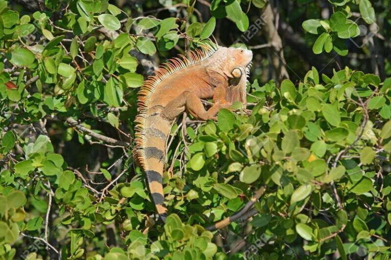 SAFARI THROUGH THE MANGROVES IN VENTANILLA OAXACA - What to Expect and How to Prepare