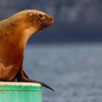 Sail Bainbridge Island & Seattle Waters - Classic Sailboat - The Experience: What You Can Expect