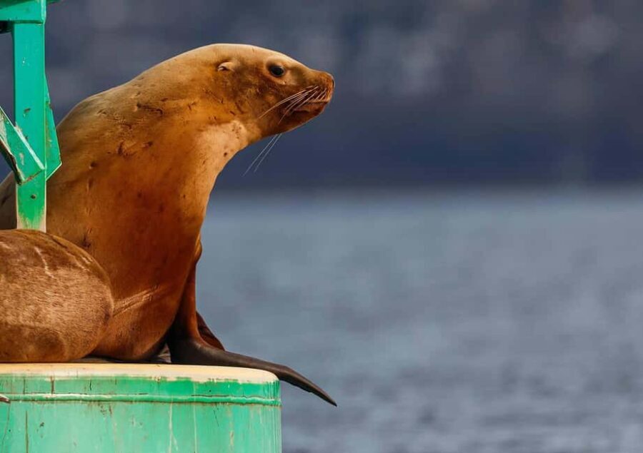 Sail Bainbridge Island & Seattle Waters - Classic Sailboat - The Experience: What You Can Expect