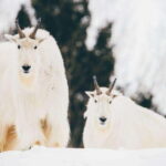 Saint Felicien: Admission to Zoo Sauvage - Who Should Visit Saint-Félicien Zoo Sauvage?