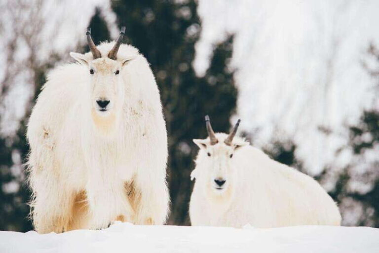 Saint Felicien: Admission to Zoo Sauvage - Who Should Visit Saint-Félicien Zoo Sauvage?