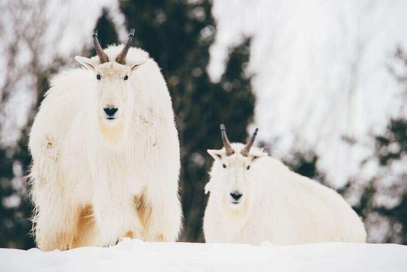 Saint Felicien: Admission to Zoo Sauvage - Who Should Visit Saint-Félicien Zoo Sauvage?