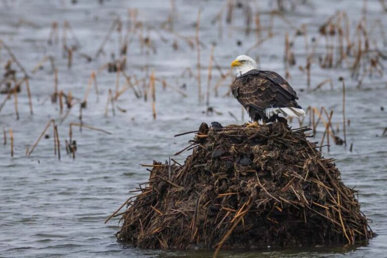 Saint Joseph: Missouri Eagle Waterfowl Photography Tour - Who Will Love This Tour?