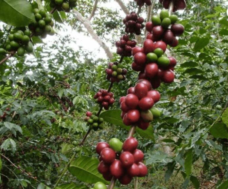 San Cristobal: Coffee Tour in the Mountains of Chiapas - What to Expect in Terms of Logistics
