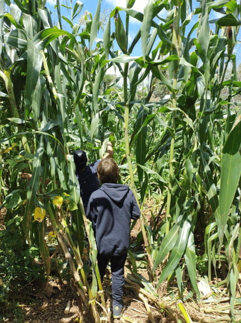 San Cristobal: Huixtan Adventure with Traditional Activities - Who Should Consider This Tour?