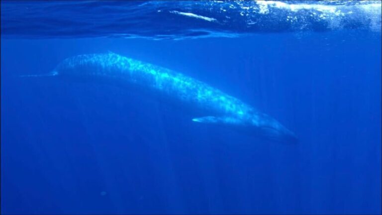 San Diego Ocean Safari: 6-Hour Snorkel Adventure! - The Experience Through the Eyes of Past Guests