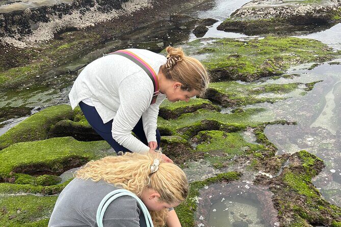 San Diego Tide Pool Tour - Final Thoughts: Is This Tour for You?