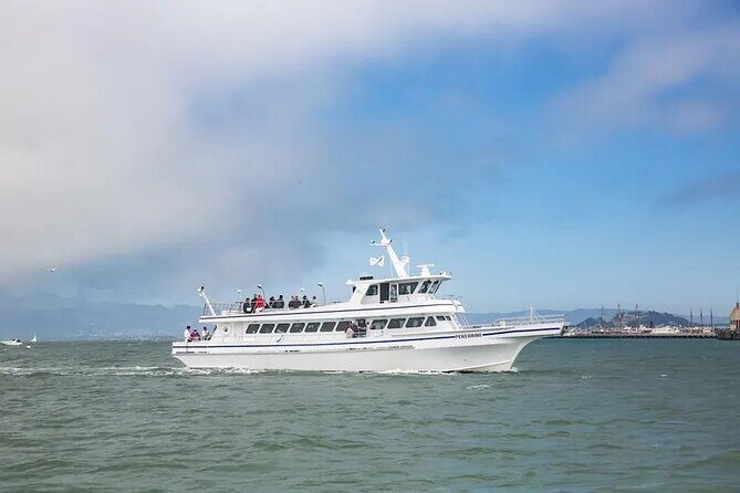 San Diego Whale/Dolphin Watching Cruise Aboard Luxury Vessel - The Experience in Action: Real Traveler Insights