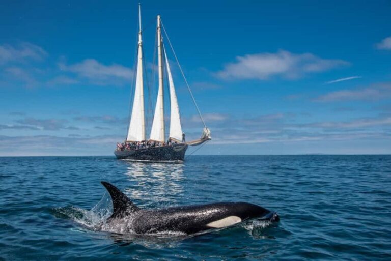 San Diego: Whale Watching Cruise on the Yacht America - The Cruise Experience in Detail