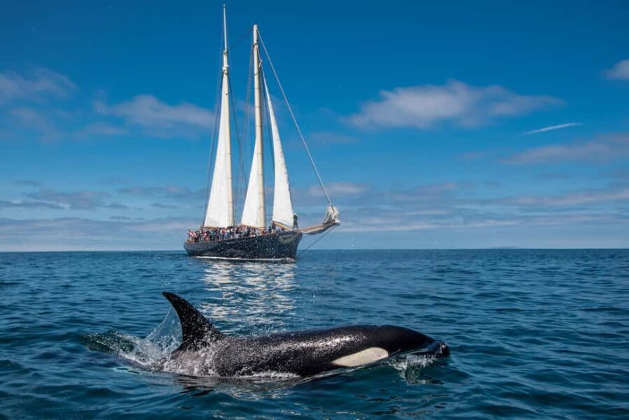 San Diego: Whale Watching Cruise on the Yacht America - The Cruise Experience in Detail
