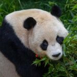 San Diego Zoo Admission Ticket - Final Thoughts: Is the San Diego Zoo Worth It?