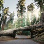 San Francisco: 2-Day Tour to Los Angeles with Parks - What’s Included and What’s Not