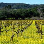 San Francisco Airport Roundtrip to Sonoma or Napa Black Car Svc - The Real-World Value