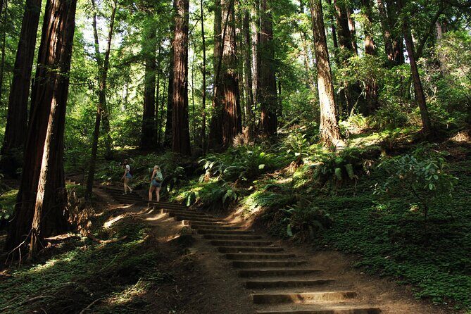 San Francisco Muir Woods Tour and Bike The Golden Gate Bridge - What Makes This Tour Stand Out?