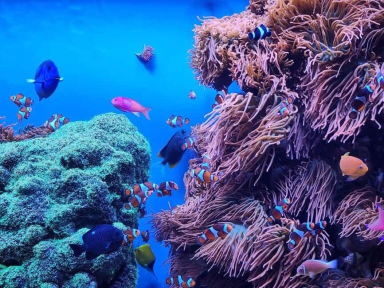 San Francisco: Private Monterey Aquarium 17 Mile Carmel - Final Thoughts: Who Will Love This Tour?