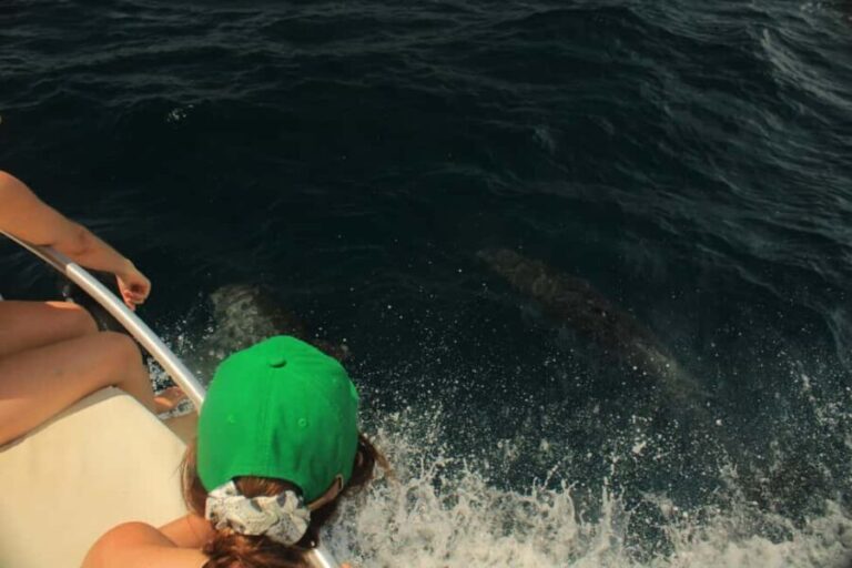 San José del Cabo: Ocean Safari - Comfort, Food, and Drinks on Board