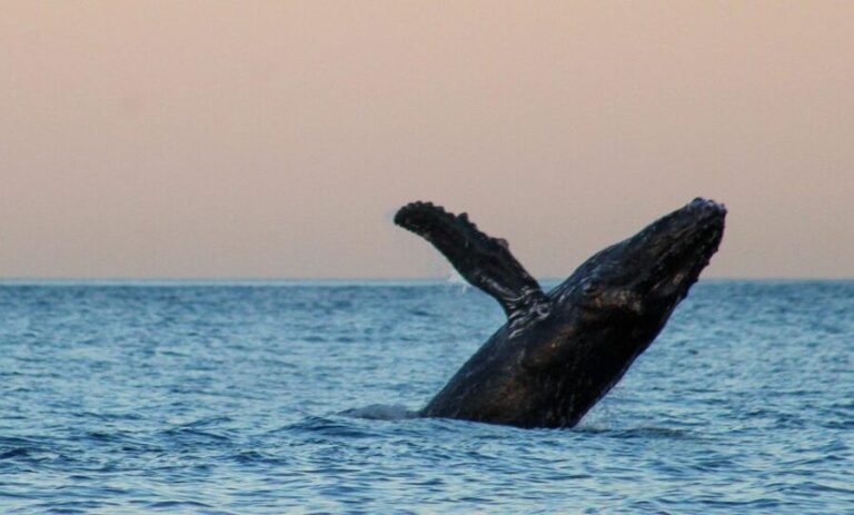 San Jose del Cabo Sunset Whale Watching - The Itinerary: A Step-by-Step Breakdown
