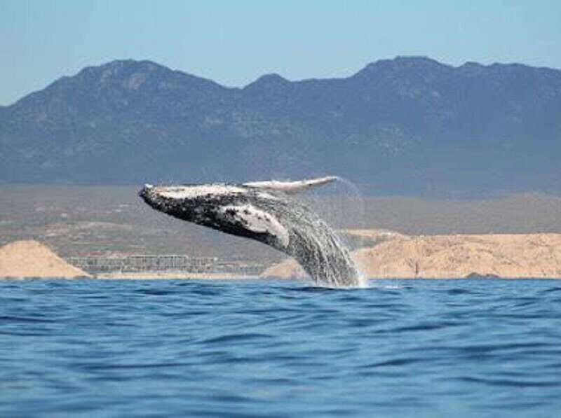 San José del Cabo: Whale Watching Experience - The Experience: What to Expect