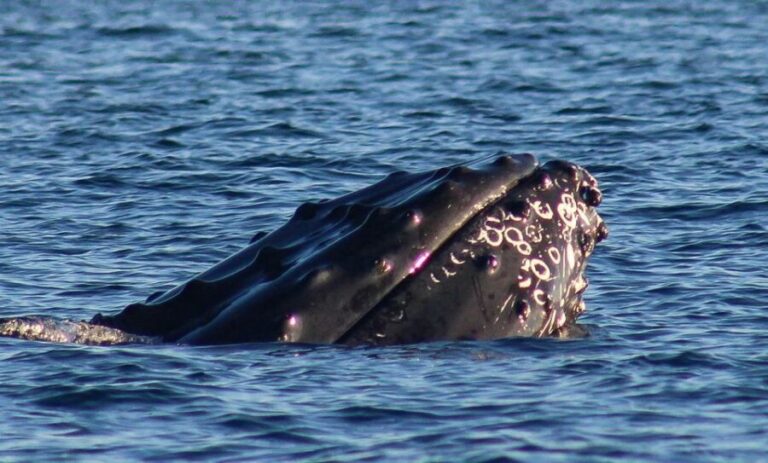 San Jose del Cabo Whale Watching Sunrise Tour - Who Will Love This Tour?
