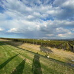 San Miguel de Allende: A Journey Through Vineyards - What’s Included and Additional Info