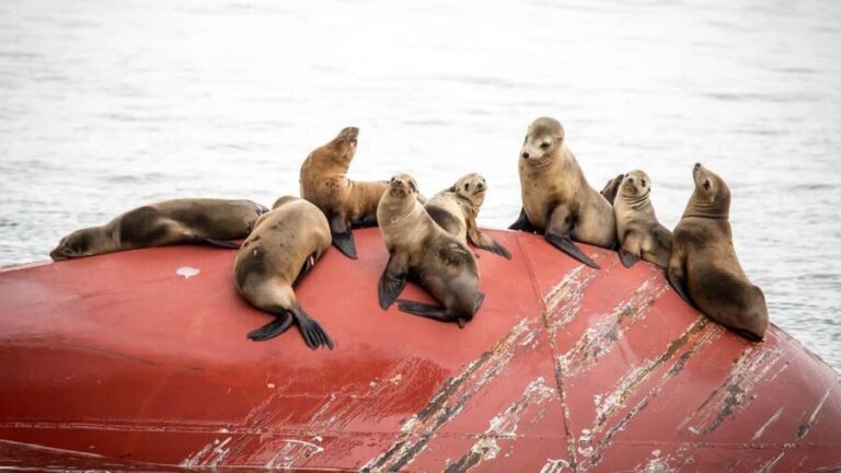 San Pedro: West Harbor LA Dolphin & Whale Watching Cruise - FAQ