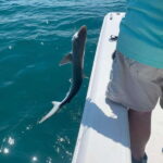 Sarasota Florida: Skyway Fishing Tours - Why This Tour Works for You