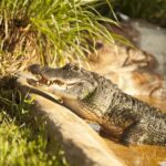 Sawgrass Park: Private 1-Hour Airboat Adventure Tour - Practical Details: Pricing, Duration, and Accessibility
