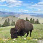 Scenic Driving Tour Flathead Lake and Bison Range - Who Would Love This Tour?