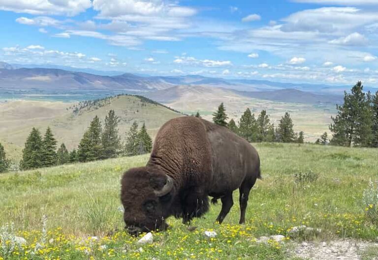 Scenic Driving Tour Flathead Lake and Bison Range - Who Would Love This Tour?