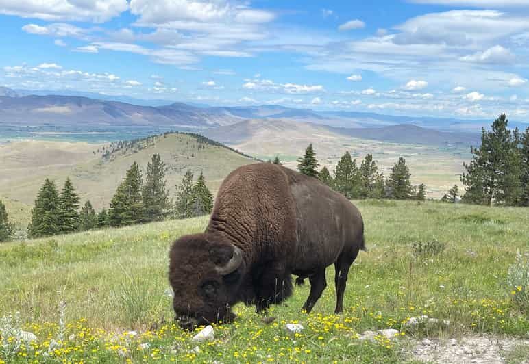 Scenic Driving Tour Flathead Lake and Bison Range - Who Would Love This Tour?