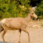 Scenic Float on the Salmon River - Half Day - What Makes This Float Special?