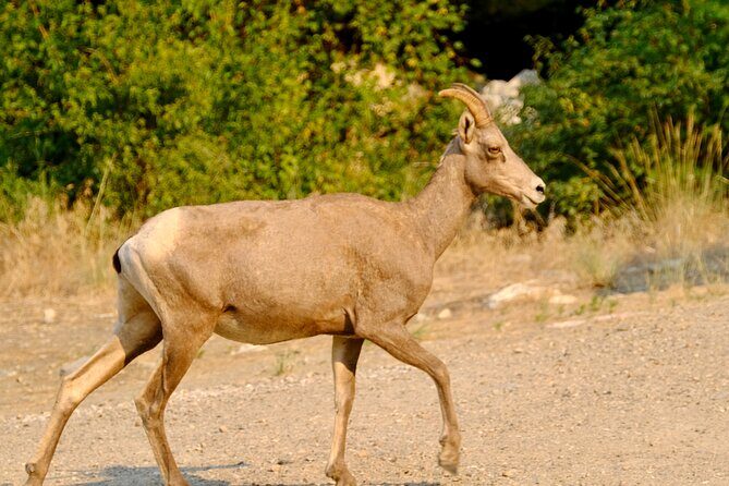 Scenic Float on the Salmon River - Half Day - What Makes This Float Special?