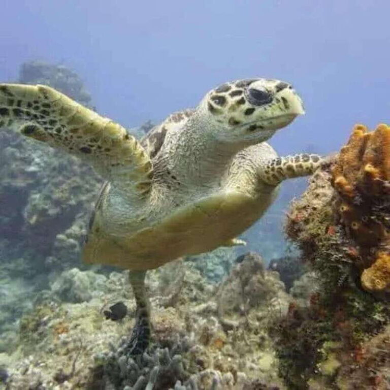 Scuba Cozumel: Experience from Boat, for Certified Divers - The Dive Spots and Marine Life