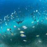 Scuba Dive in La Paz: Sea Lions, Turtles, Fish Schools and Wrecks - Why This Tour Is a Great Choice