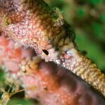 Scuba Dive The Beautiful Rottnest Island for Certified divers - A Well-Structured Itinerary for an Unforgettable Day