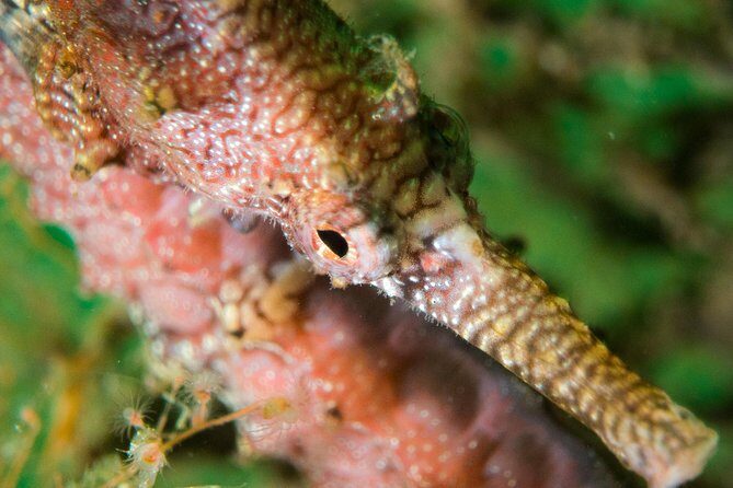 Scuba Dive The Beautiful Rottnest Island for Certified divers - A Well-Structured Itinerary for an Unforgettable Day