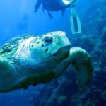 Scuba Dive the S.S. Yongala Wreck on the Great Barrier Reef. - The Sum Up