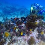 Scuba Diver Certification Course - Value & Practical Details