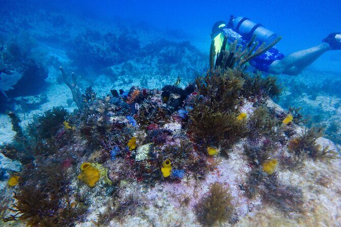 Scuba Diver Certification Course - Value & Practical Details