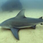 Scuba Diving adventure Cabo pulmo - Authentic Insights from Reviewers