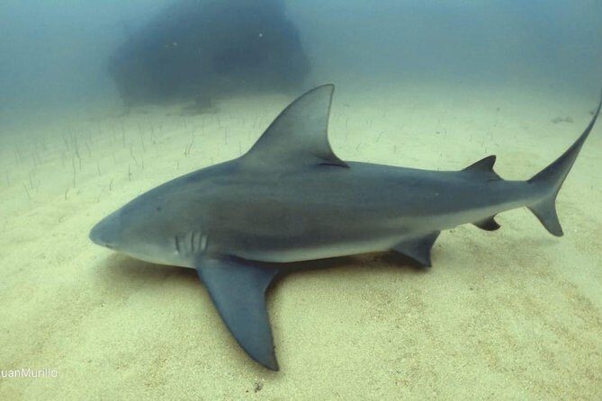 Scuba Diving adventure Cabo pulmo - Authentic Insights from Reviewers