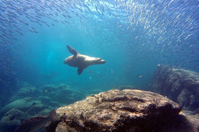 Scuba Diving Adventure in La Paz - What Makes This Tour Stand Out?