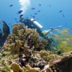 Scuba diving at MUSA the underwater museum for certified divers - Practical Tips for Booking & Participation