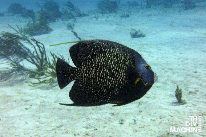 Scuba Diving for Beginners Playa del Carmen or Tulum - Who This Experience Is Perfect For