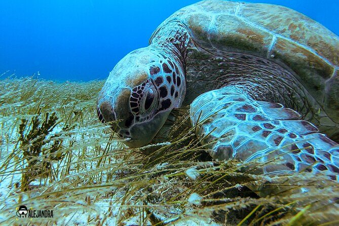 Scuba Diving in Cozumel or Playa del Carmen with Certificates - Why Choose This Tour?