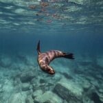 Scuba Diving in La Paz Private Tour - Why Choose This Experience?