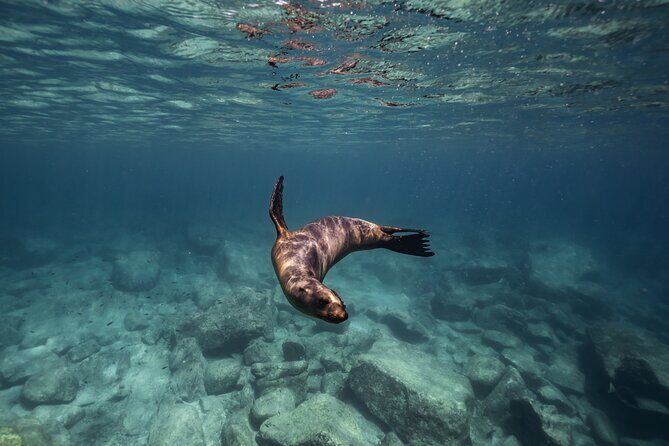 Scuba Diving in La Paz Private Tour - Why Choose This Experience?
