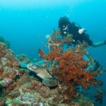 Scuba Diving Puerto Vallarta Undersea Arcos or Marietas - The Experience from the Travelers Perspective