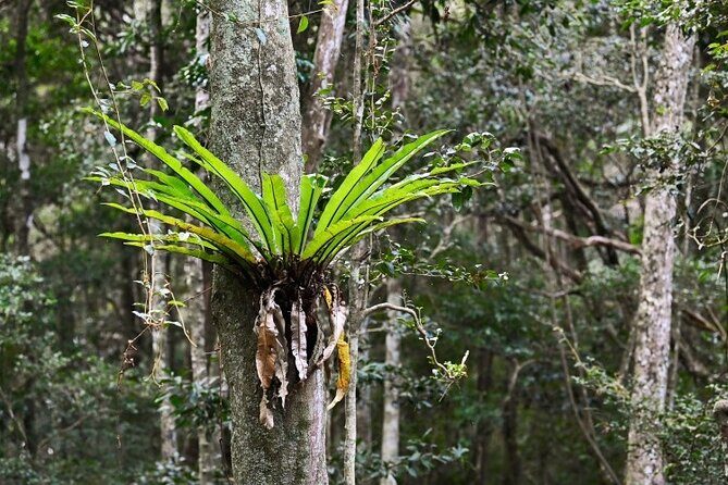 Sea Acres National Park: Aboriginal cultural tour - Who Will Love This Tour?